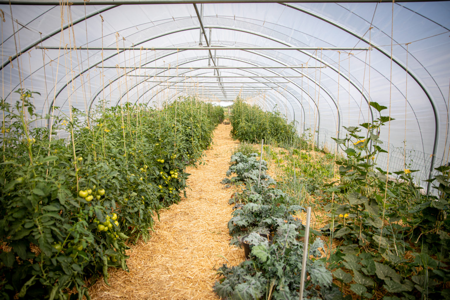 A la main verte - Réseau Paysan